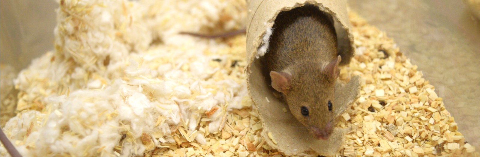 MyVivarium - MyVivarium